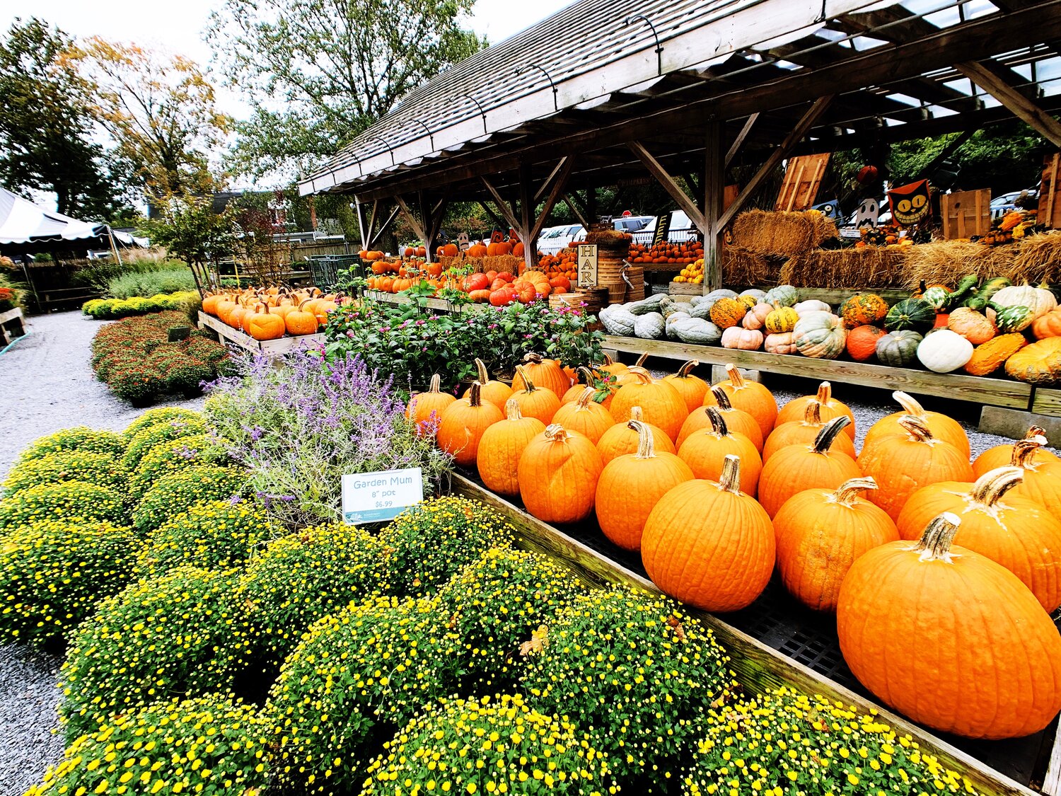 The Garden Center - Main Street Nursery