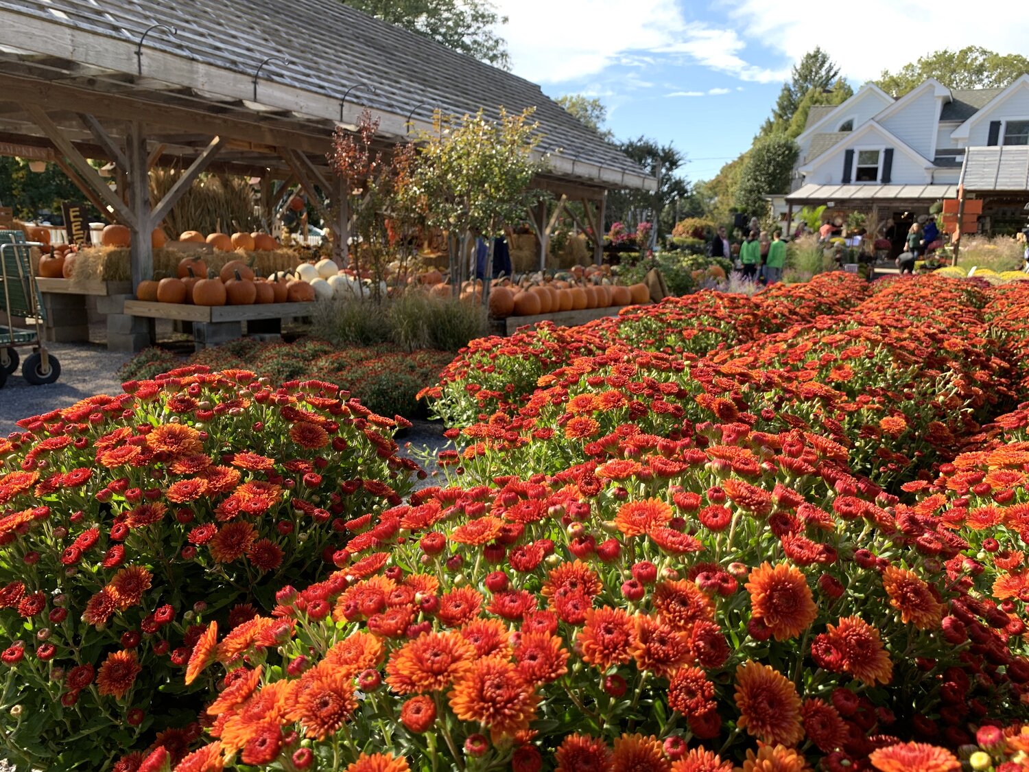 The Garden Center - Main Street Nursery