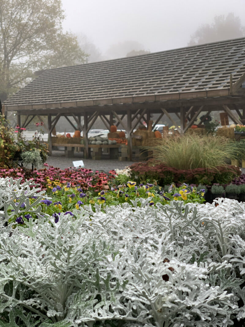 The Garden Center - Main Street Nursery