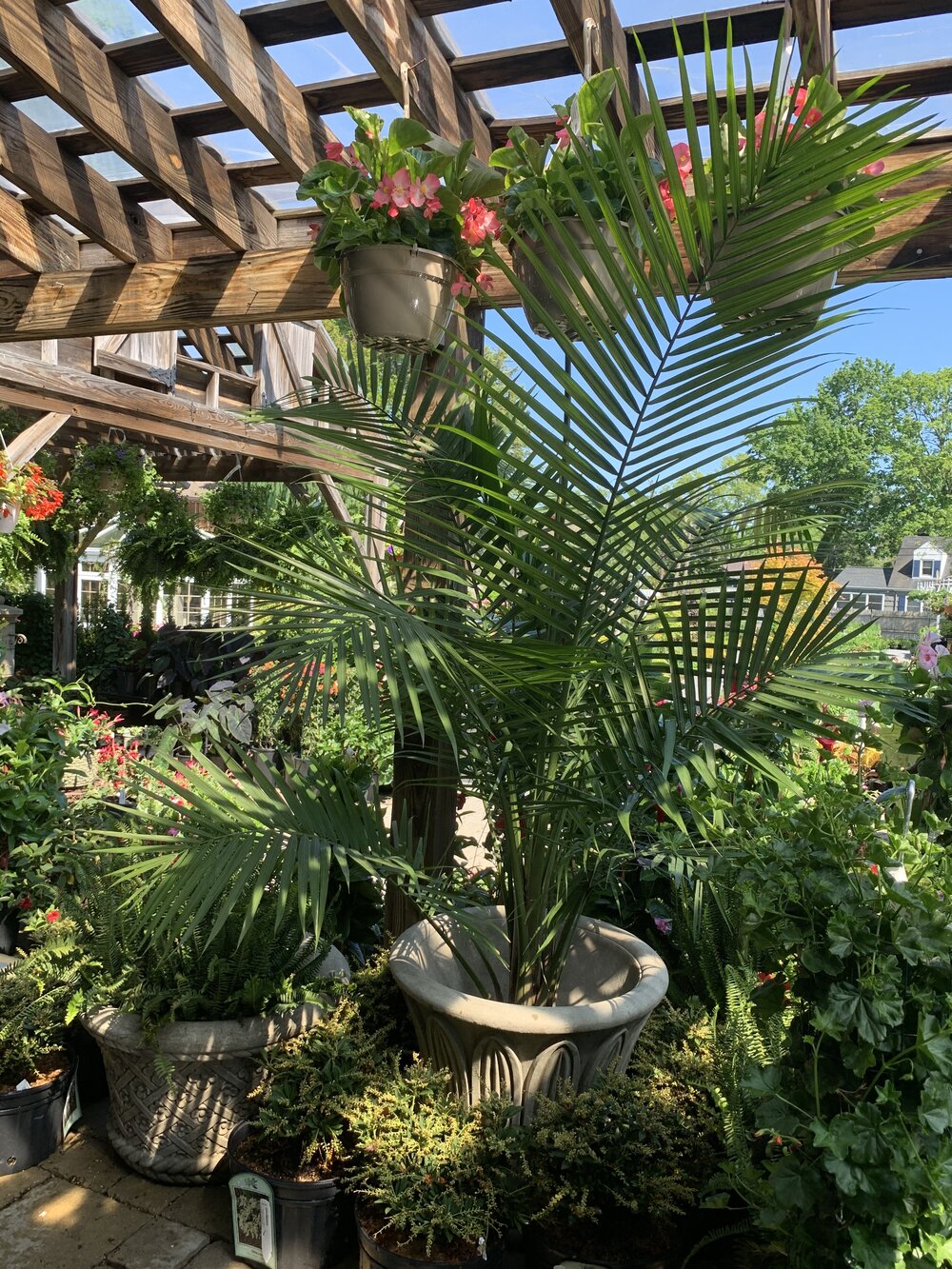 The Garden Center - Main Street Nursery