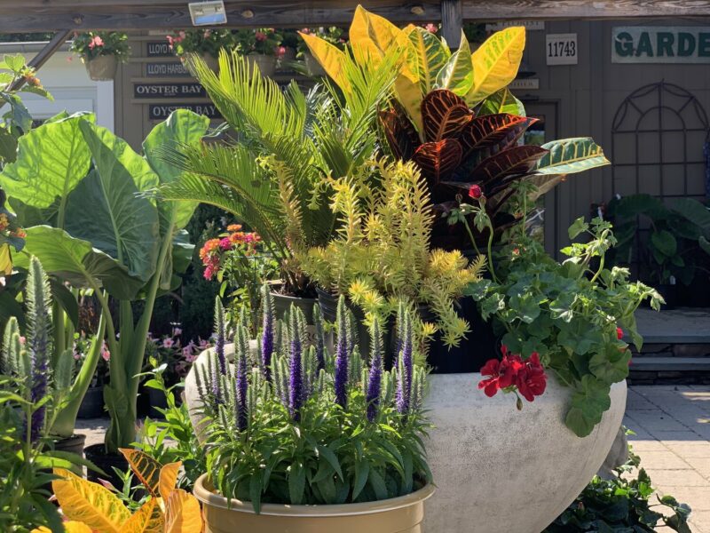 The Garden Center - Main Street Nursery