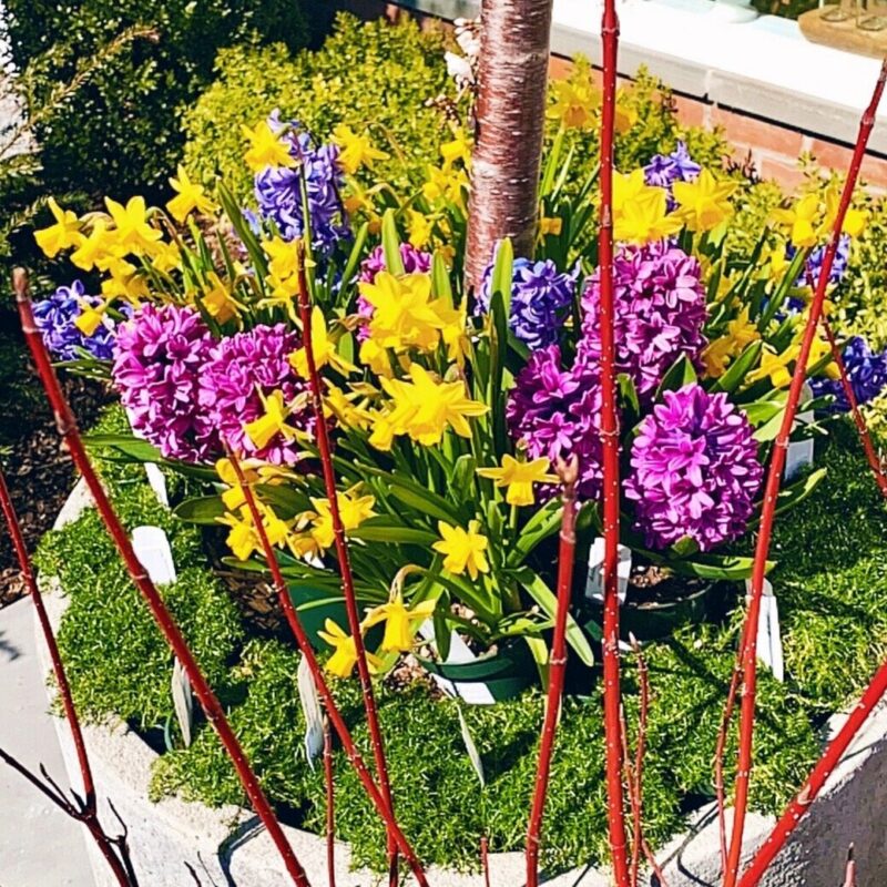 The Garden Center - Main Street Nursery